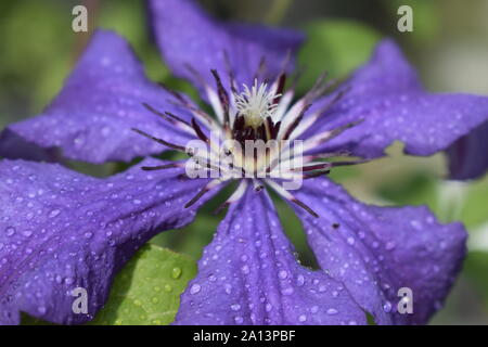 Clematis flower after the rain with water droplets on the flower petals ...
