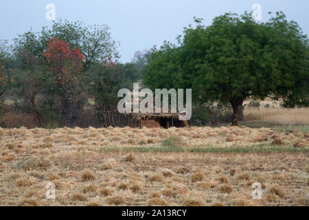 Cropping or crofting agriculture in India. Small private fields ...