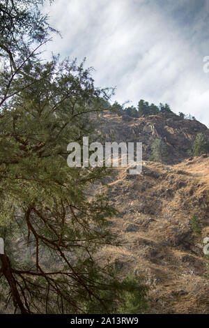 Pre-Himalayas forest consists of Himalayan cedar (deodar, Cedrus ...