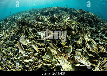 A coral reef destroyed by storm, Indonesia Stock Photo - Alamy