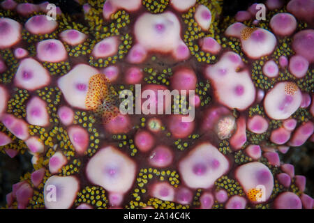 Lumpy Sea Star (Echinaster callosus) climbing over soft coral Stock ...