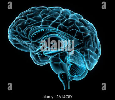 Cross section of human brain on medical background. 3d illusstration ...