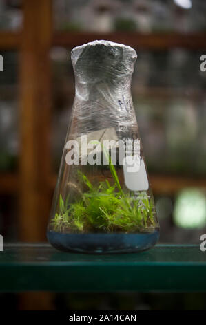 Botanical science laboratory specimen jar with preserved legume root ...