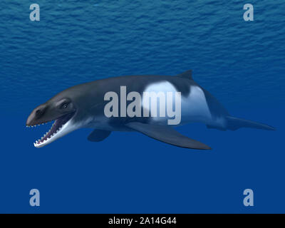 Janjucetus hunderi, Cetacea, Late Oligocene of Australia Stock Photo ...