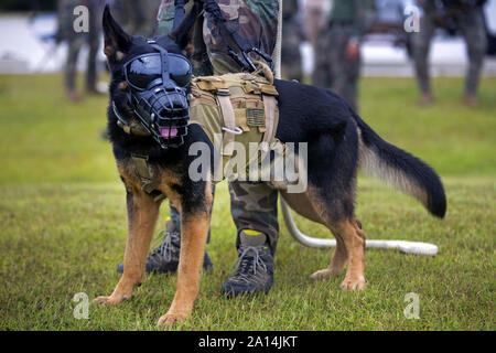 A U.S. Marine Multipurpose canine with Marine Corps Forces Special ...