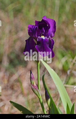 The Iris State flower of Tennessee Stock Photo - Alamy
