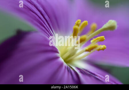 Rare Flor De San Juan Flower native only to central Mexico and ...