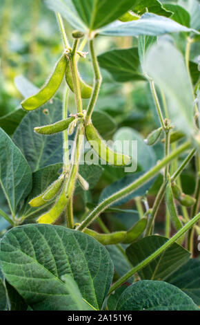 Edamame soybean plantation Stock Photo - Alamy