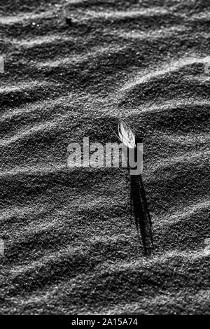 feather stuck in the sand Stock Photo - Alamy