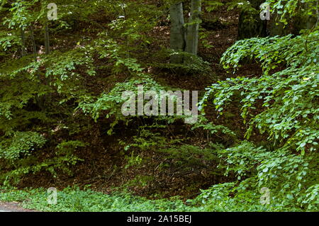 Vernal plants and flowers in Plana mountain, Bulgaria Stock Photo - Alamy