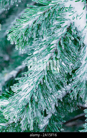 Close-up of pine tree branches with green needles and cones against ...