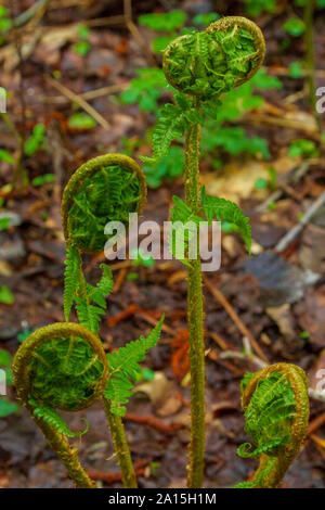 Fern begins to grow in the forest in early spring Stock Photo - Alamy
