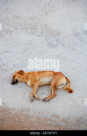 Tired stray dog sleeping on a wood platform, image from ground level ...