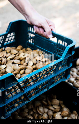 Man farmer carrying box with picked cucumbers Stock Photo - Alamy