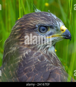 A Eurasian fledgling buzzard in tall grass, Perthshire, Scotland ...