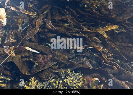 dh Kelp SEAWEED MARINE Brown algae sea scotland laminaria seaweeds ...