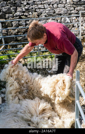 Sheep shearing is the process by which the woollen fleece of a sheep is ...