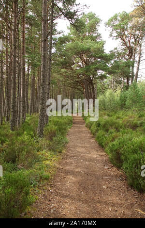 Landscape in Glenmore Forest Park with Cairngorms in background ...