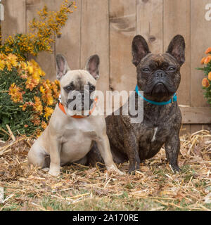 Two dogs French bulldogs, brindle and black, run synchronously ...