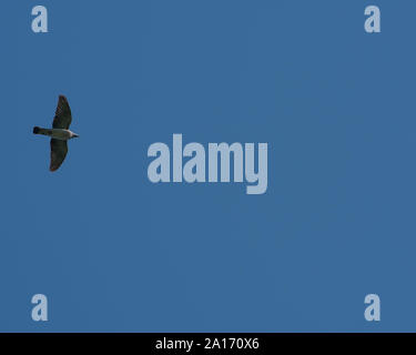 Bird flying sky Stock Photo - Alamy
