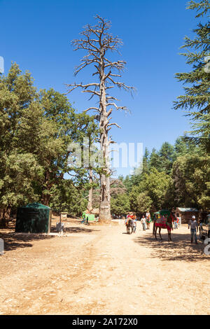 Atlas cedar forest, near Azrou, Middle Atlas. Morocco, Maghreb North ...