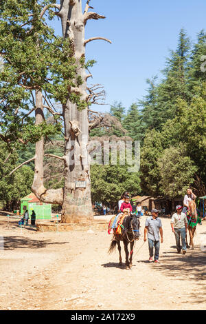 Atlas cedar forest, near Azrou, Middle Atlas. Morocco, Maghreb North ...