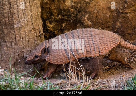 Yellow Armadillo (Euphractus sexcinctus) in rainforest, Brazil Stock ...