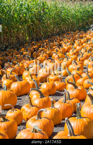 PumpKin Patch Alongside Corn Stalks Stock Photo - Alamy