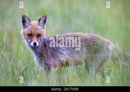 Red fox (Vulpes vulpes) cub biting tail of adult male, Kronotsky ...