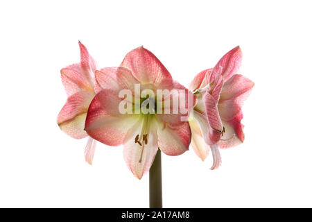 Multiple flower heads opening on a single stem of a Hippeastrum bulb ...