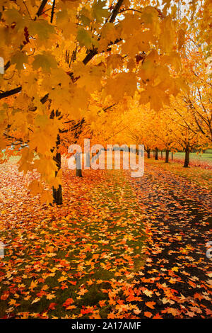 Maple trees along driveway with autumn leaves on the ground panoramic ...