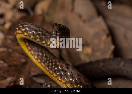 Common Mock Viper (Psammodynastes pulverulentus) from Kaeng Krachan ...