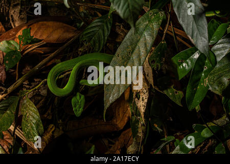 Vogel’s Pitviper (Trimeresurus vogeli) from Khao Yai National Park ...