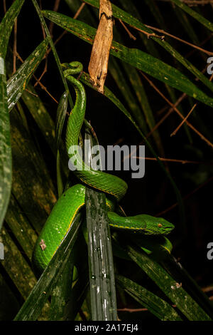 Vogel’s Pitviper (Trimeresurus vogeli) from Khao Yai National Park ...