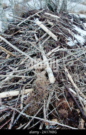 Beavers live under ice in winter, beaver dam. Beavers have built dam ...