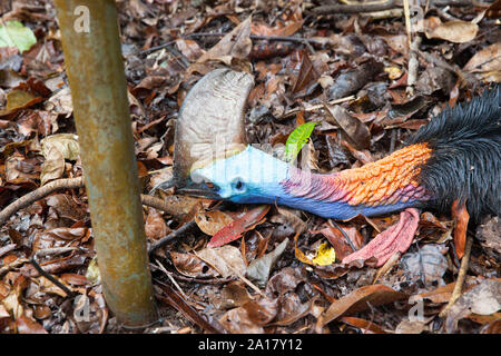 Injured Southern Cassowary (Casuarius casuarius johnsonii) hit by car ...