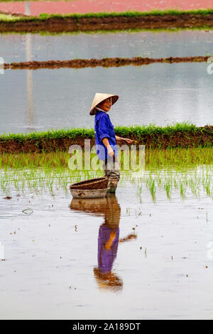 Working on the rice fields on the western edges of Hanoi city, Vietnam ...