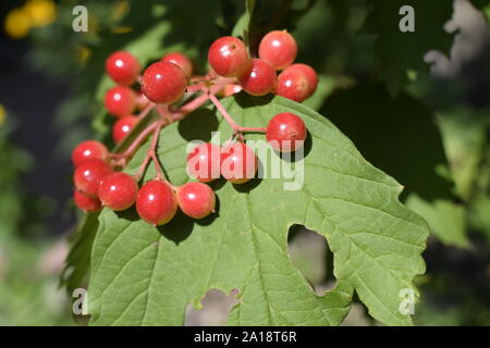 Bunch of viburnum berries illuminated by the sun in the garden Stock ...