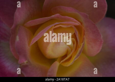 Floribunda, Rose, noble rose. Yellow and Orange Rose plants. A Plant ...