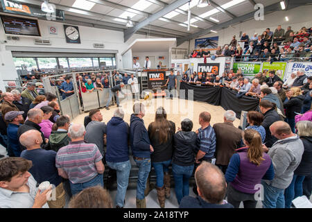Crowd of farmers watching a sheep sale at Hawes livestock auction mart ...