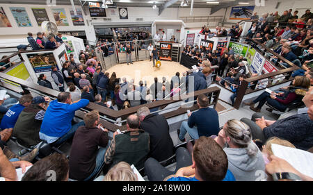 Kendal Auction Market, Cumbria Sheep Day 15 May 2012 Stock Photo - Alamy