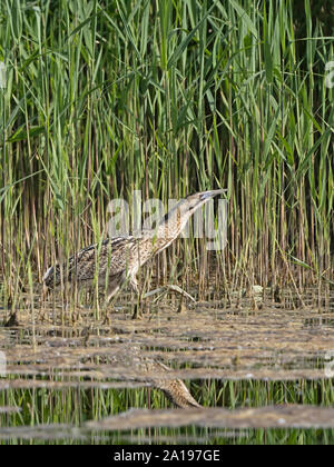 Bittern (Botaurus stellaris) at RSPB reserve, Minsmere, UK Stock Photo ...