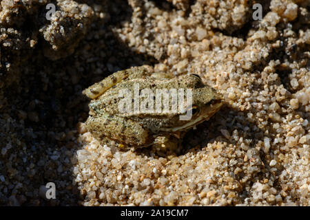 Parsley Frog Pelodytes punctatus Stock Photo - Alamy