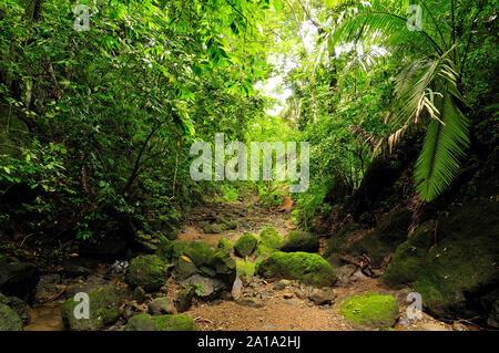 Wild Darien jungle near Colombia and Panama border. Central America ...
