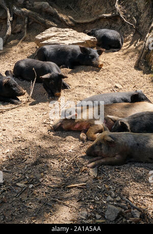 Free range Porcu nustrale Corsican pigs foraging in the mountain ...