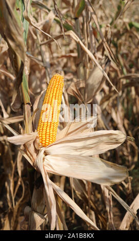 Big Panicle with many ripe yellow seeds to produce corn oil Stock Photo ...