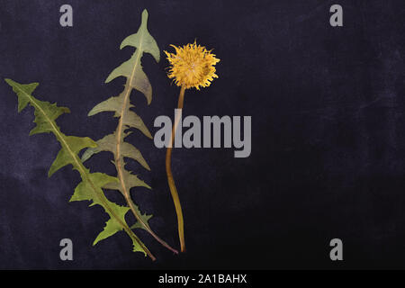 Pressed and dried dandelion flower Stock Photo - Alamy