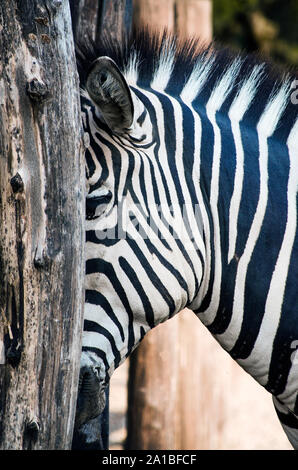 Portrait sad zebra in zoo. She stands in enclosure and looks sadly at ...