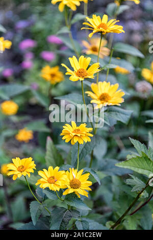 Common woolly sunflower (Eriophyllum lanatum) wildflowers blooming in ...