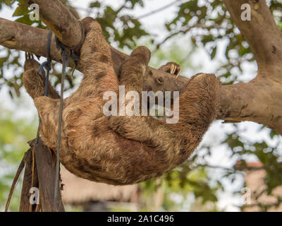 Sloths are arboreal mammals noted for slowness of movement and for ...